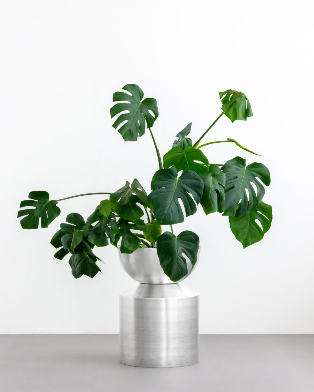 Ada Big • llotllov