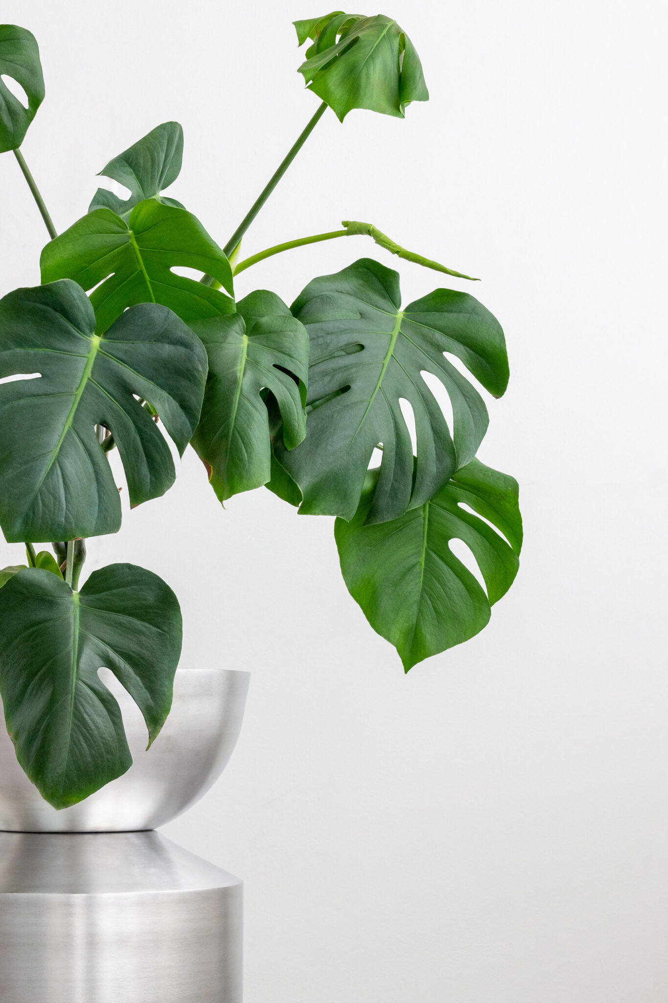 Ada Big • llotllov