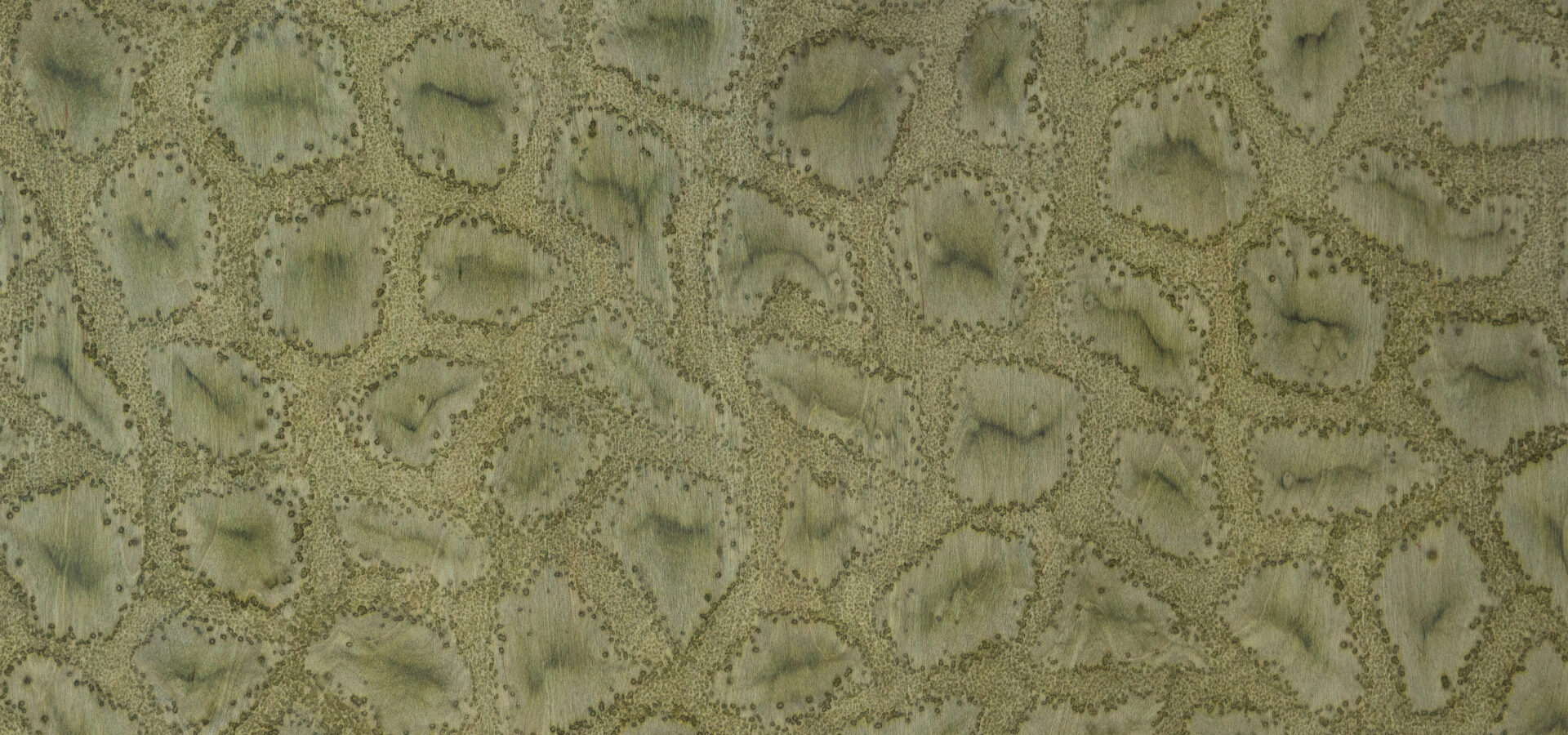 Snake 05_07 • llotllov