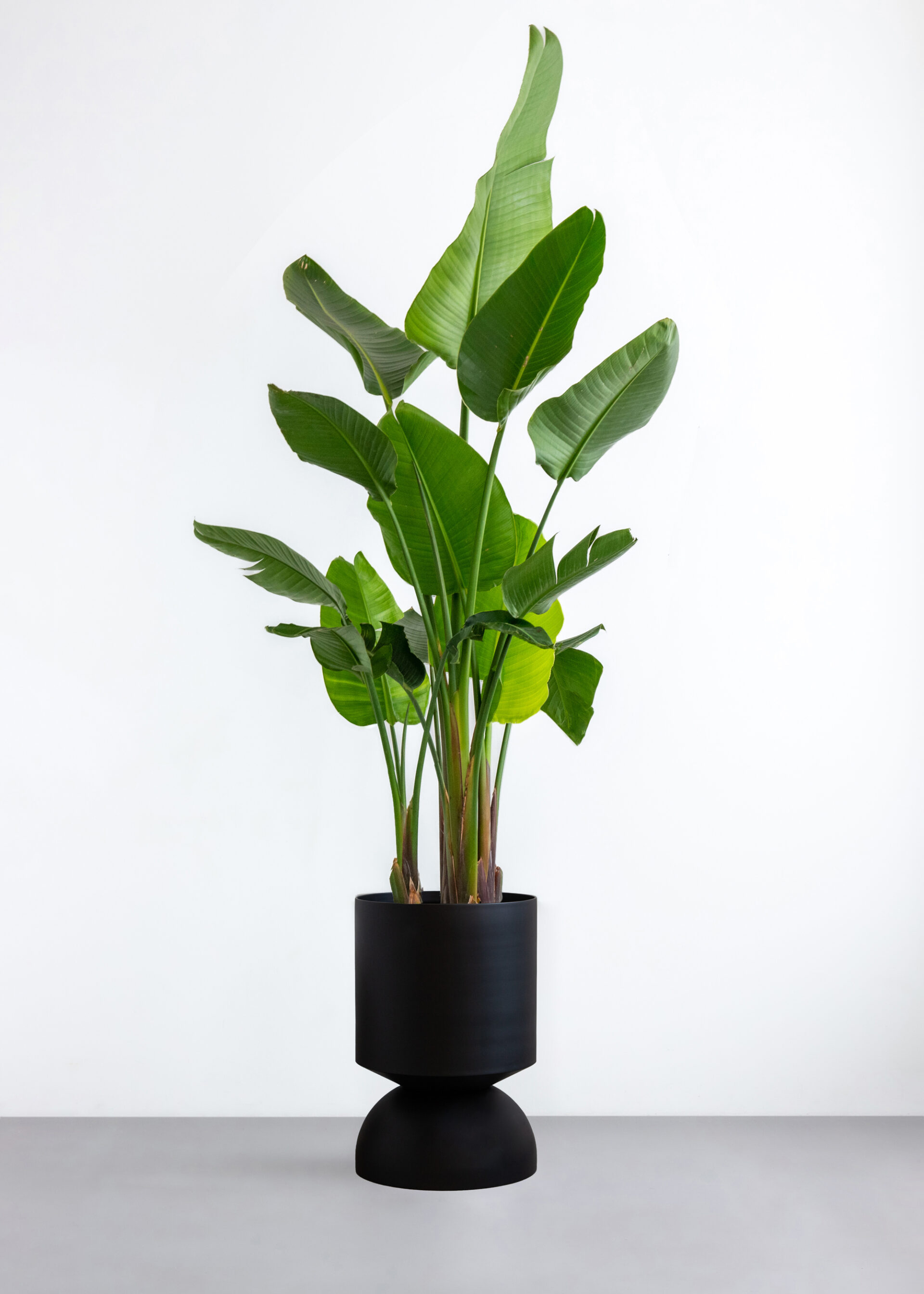 Ada Big • llotllov