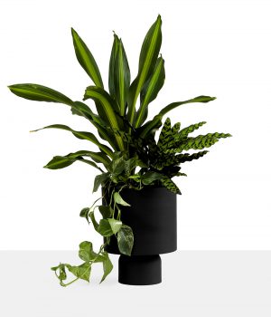 ADA BOLD • llotllov